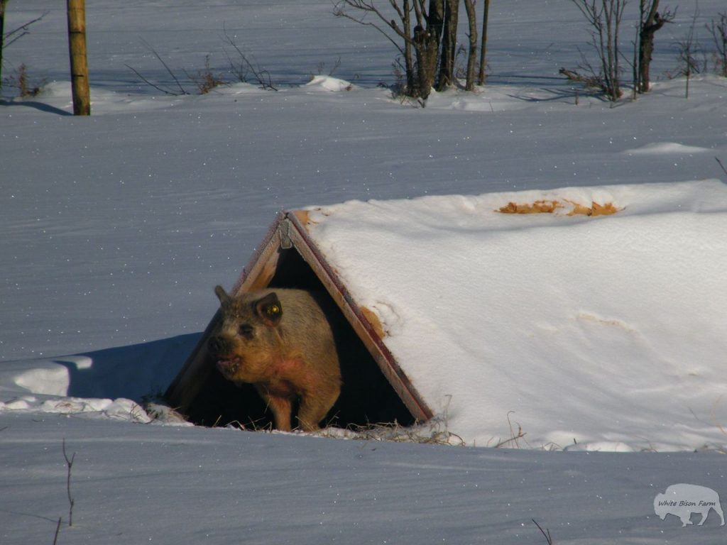 How to Build A-Frame Pig Shelters - Countryside